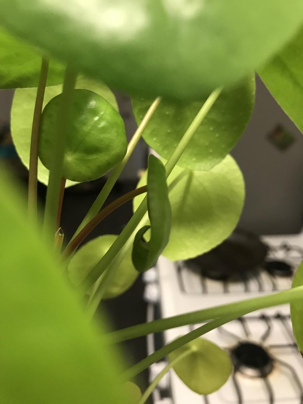 Pilea Red Stem in the Ask a Question forum - Garden.org