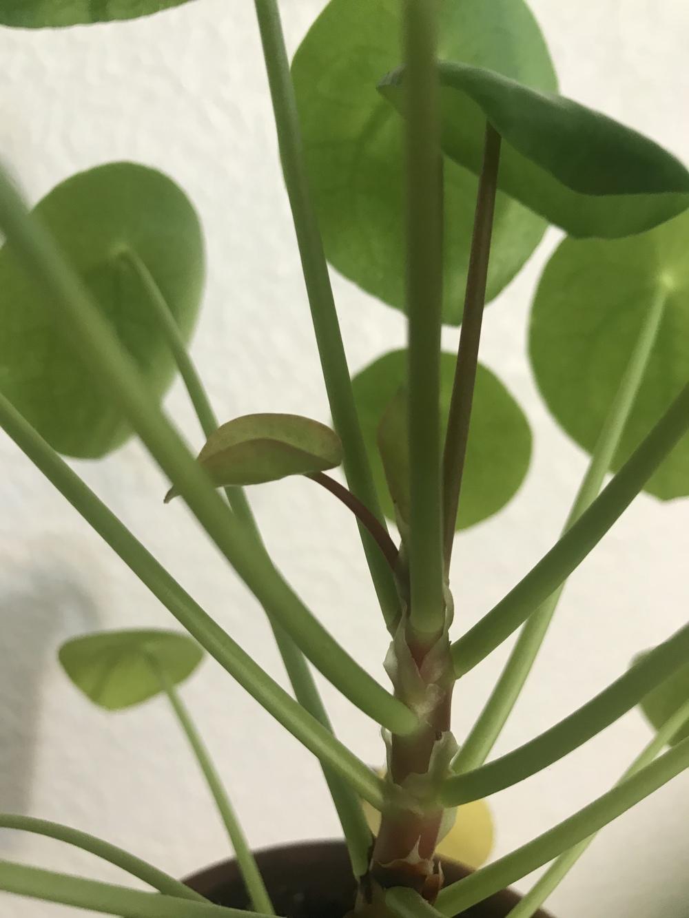 Pilea Red Stem in the Ask a Question forum - Garden.org