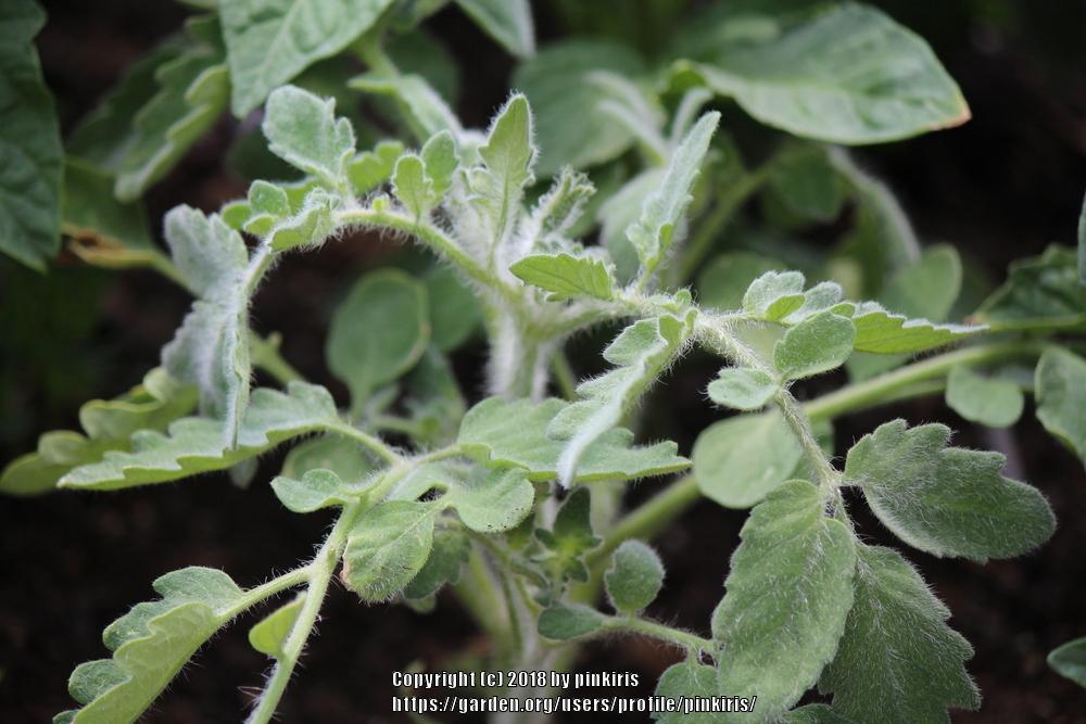 Tomato (Solanum lycopersicum 'Fuzzy Wuzzy') in the Tomatoes Database ...