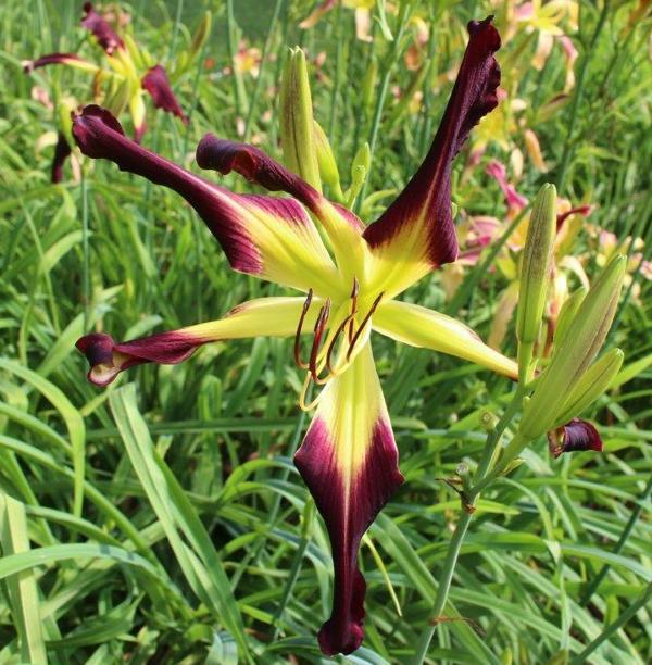 Daylily (Hemerocallis 'Toxic Temptress') in the Daylilies Database ...