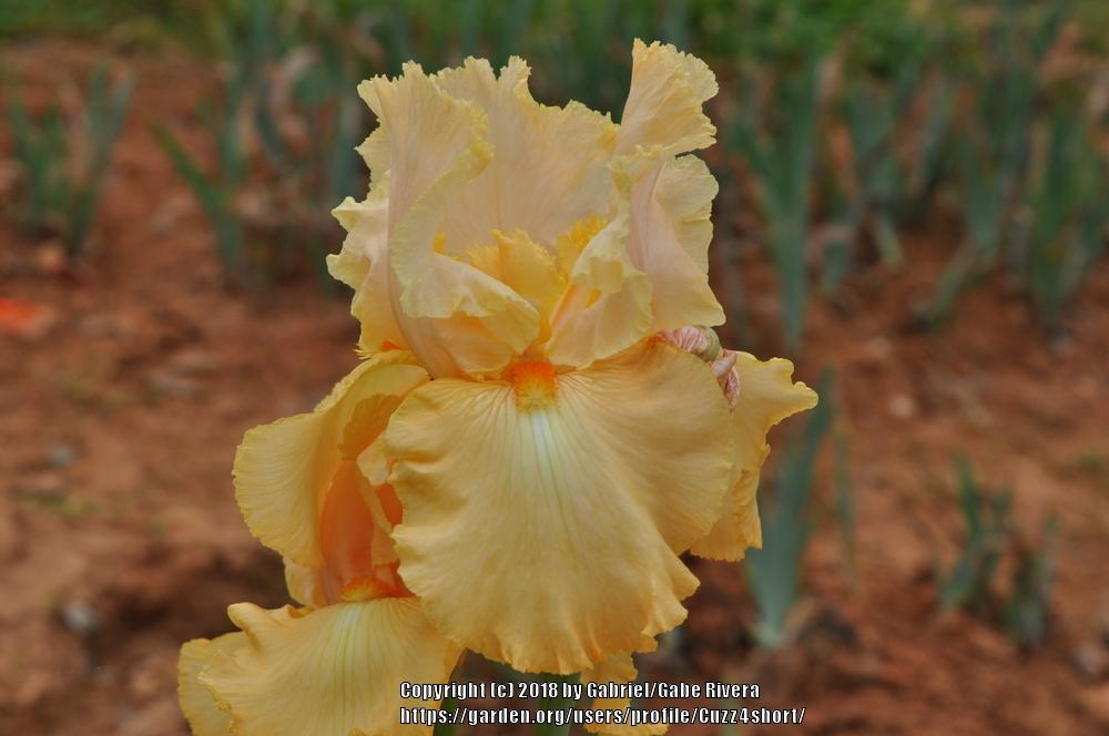 Tall Bearded Iris (Iris 'Georgia Girl') in the Irises Database - Garden.org