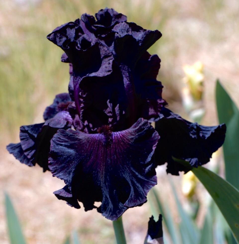 Photo of the bloom of Tall Bearded Iris (Iris 'Midnight Embers') posted ...