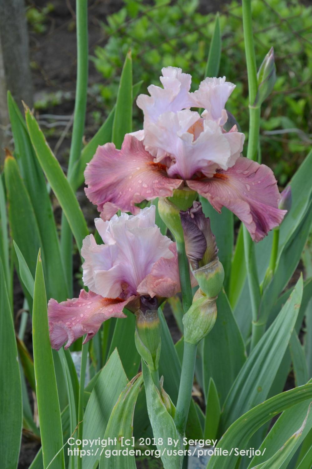 Photo of the bloom of Tall Bearded Iris (Iris 'Sherbet Bomb') posted by ...