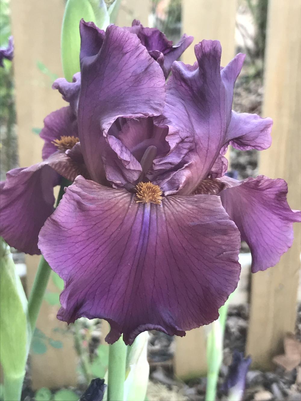 Tall Bearded Iris (Iris 'Gotham City') in the Irises Database - Garden.org