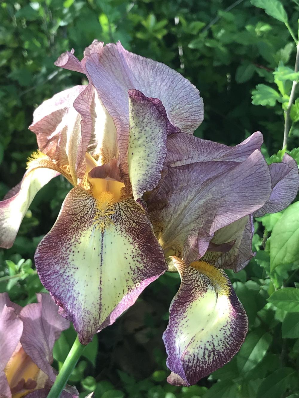 my iris parade in the Irises forum - Garden.org