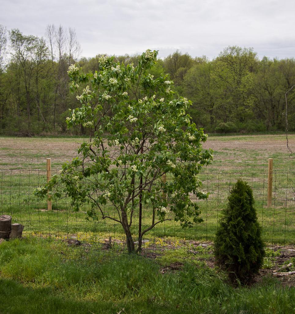 Photo of the entire plant of Common Lilac (Syringa vulgaris 'Alba ...