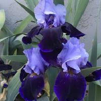 Photo of the bloom of Tall Bearded Iris (Iris 'Dangerous Mood') posted ...