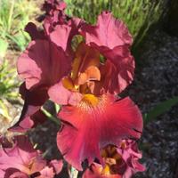 Tall Bearded Iris (Iris 'Rip City') in the Irises Database - Garden.org