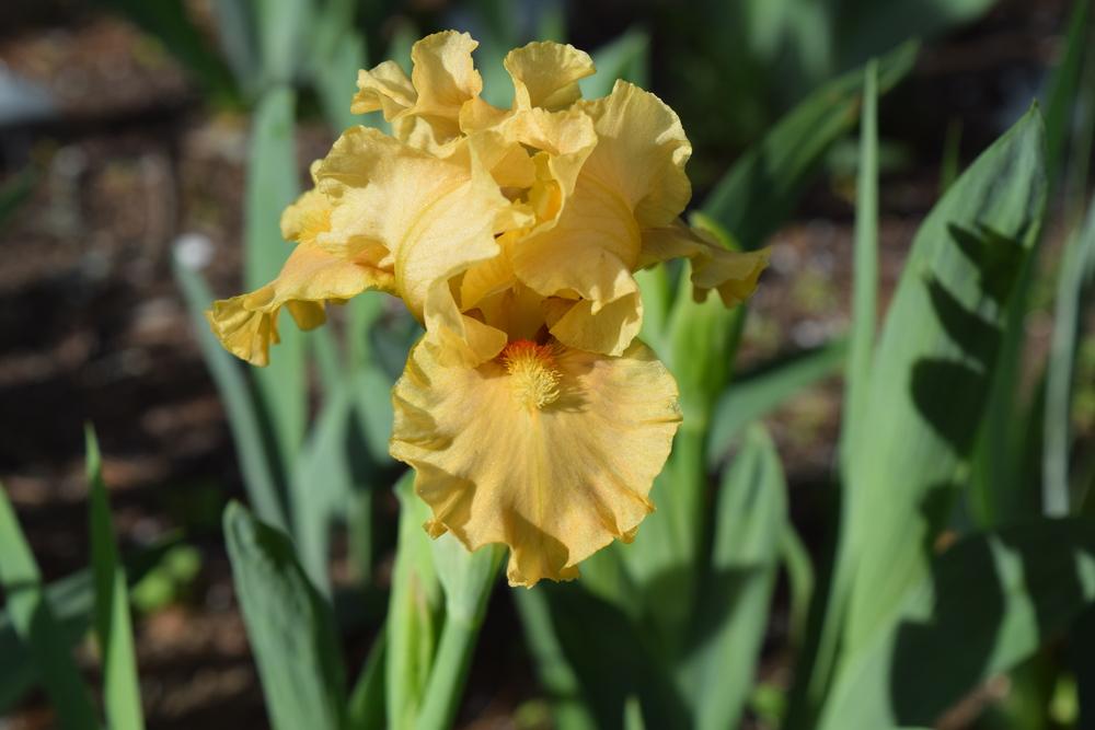 Standard Dwarf Bearded Iris (Iris 'All Ruffled Up') in the Irises ...