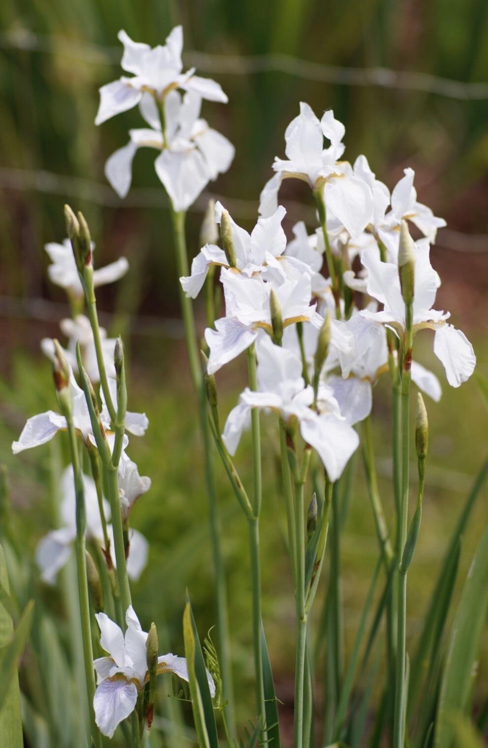 Siberian Iris (Iris 'Caesar's Ghost') in the Irises Database - Garden.org