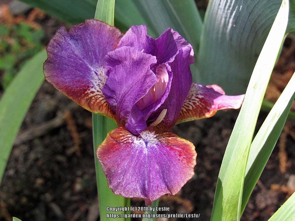 Standard Dwarf Bearded Iris (Iris 'Magneto') in the Irises Database ...