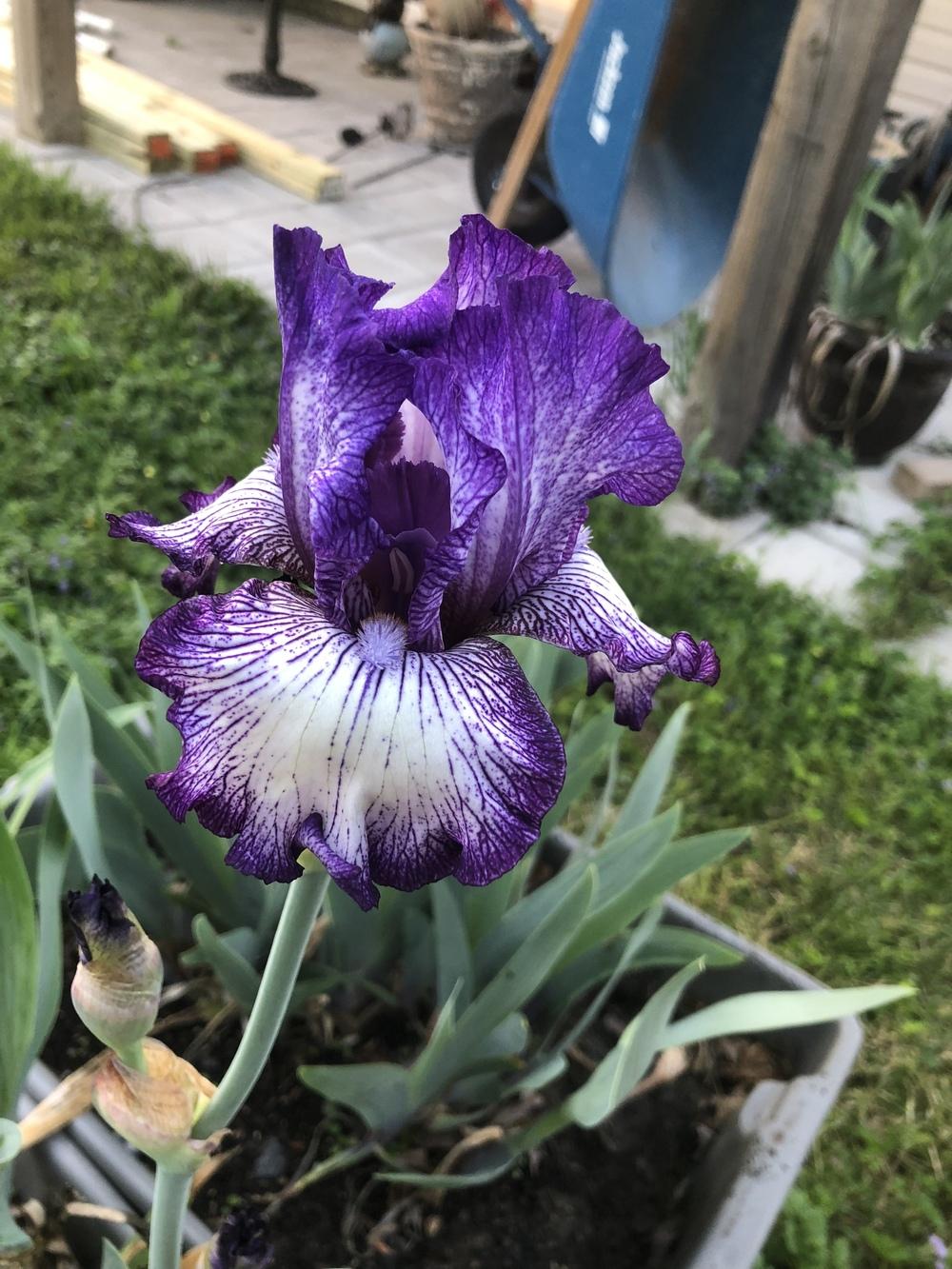 Photo of the bloom of Tall Bearded Iris (Iris 'Autumn Circus') posted ...