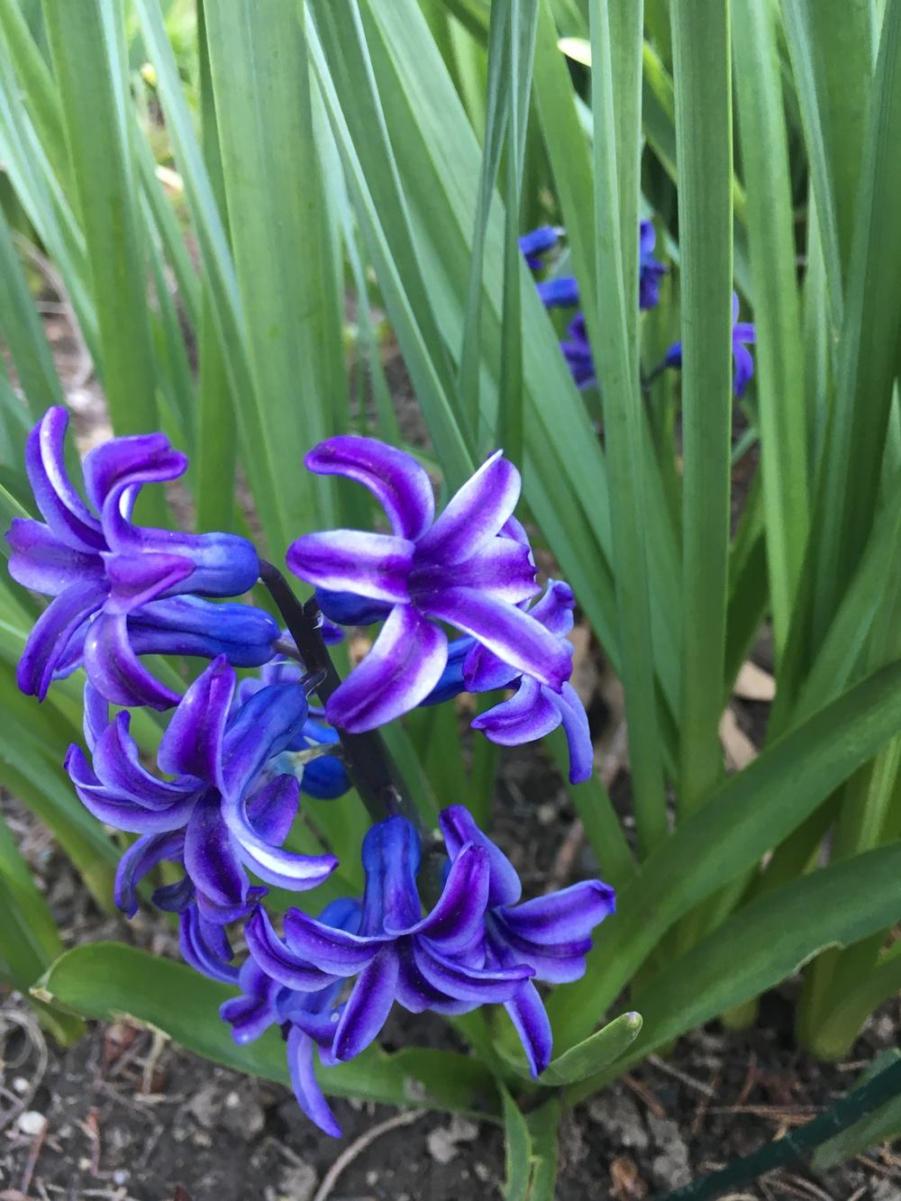 Photo of the bloom of Dutch Hyacinth (Hyacinthus orientalis 'Blue Pearl ...