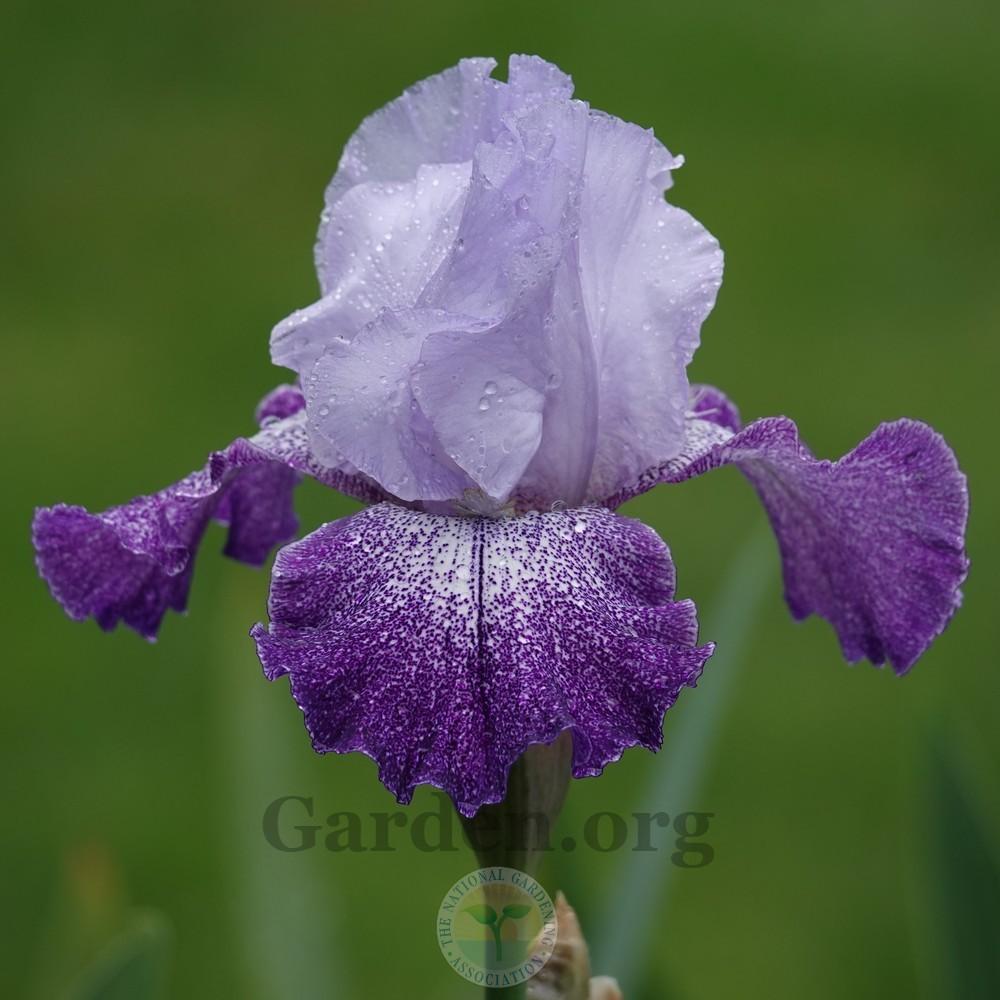 Photo of the bloom of Tall Bearded Iris (Iris 'Splashacata') posted by Patty - Garden.org