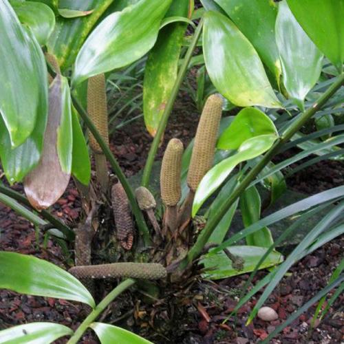 Zamia (Zamia tuerckheimii) - Garden.org