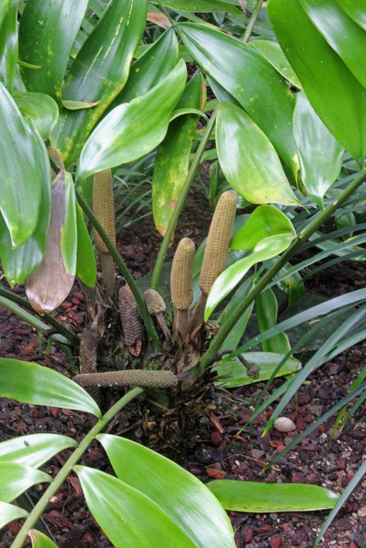 Zamia (Zamia tuerckheimii) - Garden.org