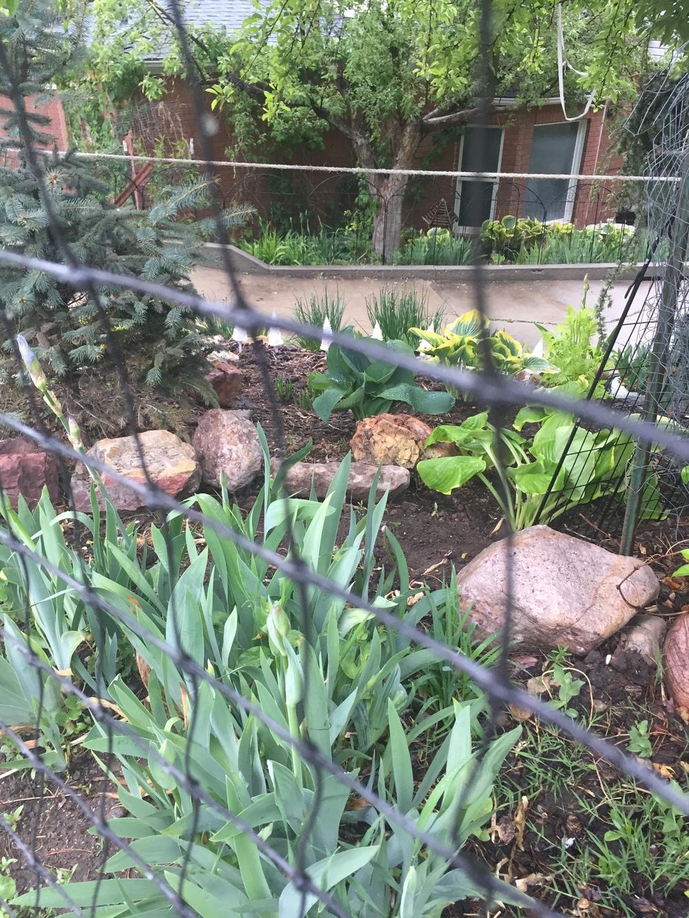 deer busters fencing in The April Not-A-Raffle-Raffle! - Garden.org