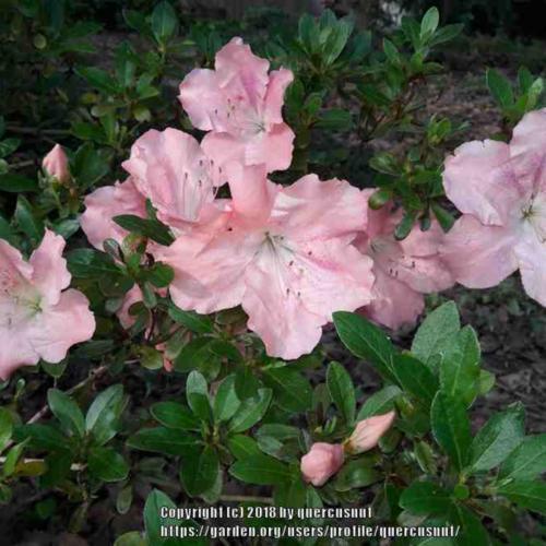 Azalea (Rhododendron 'Watchet') in the Rhododendrons Database - Garden.org
