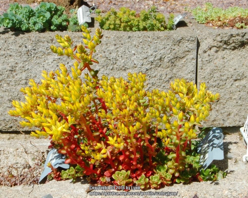 Sedums: Plant Care and Collection of Varieties - Garden.org