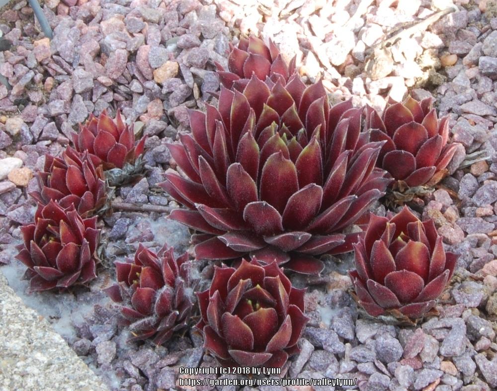 Sempervivum 'Black Mini' in the Sempervivum forum - Garden.org