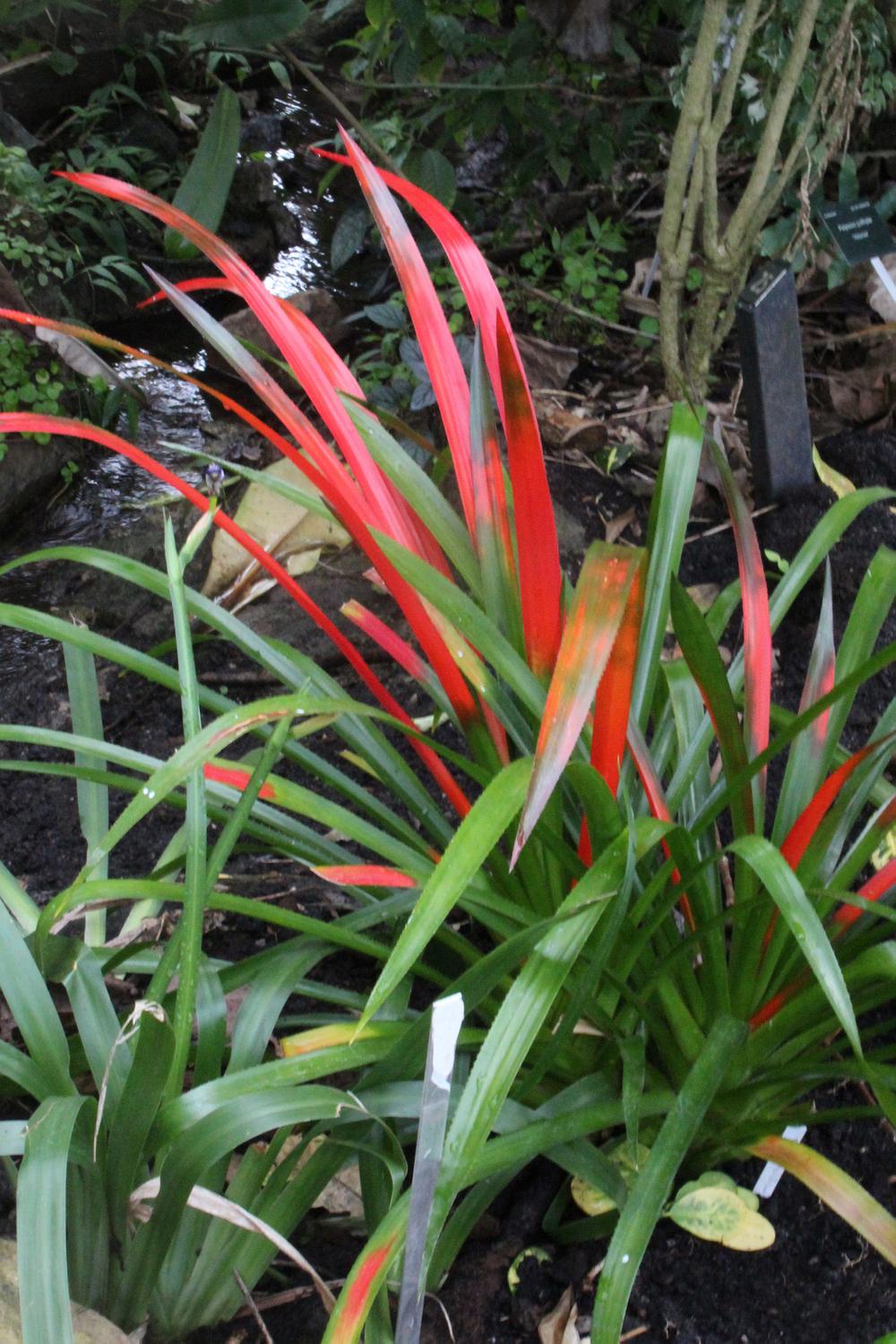 Bromeliad (Aechmea biflora) - Garden.org