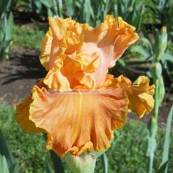 Tall Bearded Iris (Iris 'Howard Bushnell') in the Irises Database ...