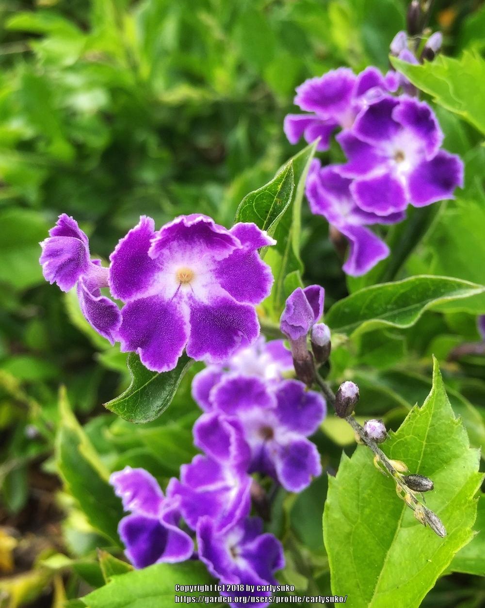 Photo of the bloom of Golden Dew Drop (Duranta erecta 'Sweet Memories ...
