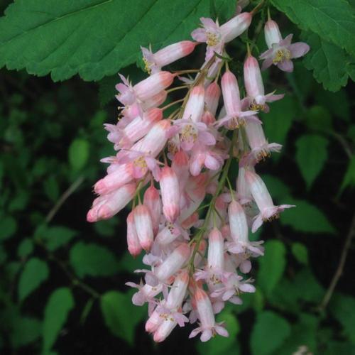 Chinese Neillia (Neillia sinensis) - Garden.org