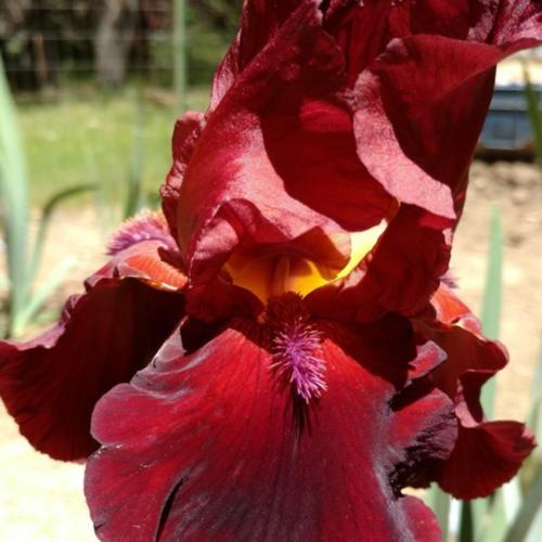 Tall Bearded Iris (Iris 'Samurai Warrior') in the Irises Database ...