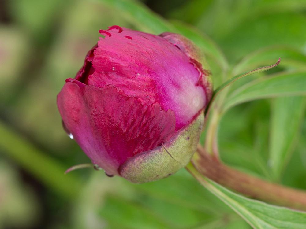 Photo of the closeup of buds, sepals and receptacles of Hybrid Fern ...