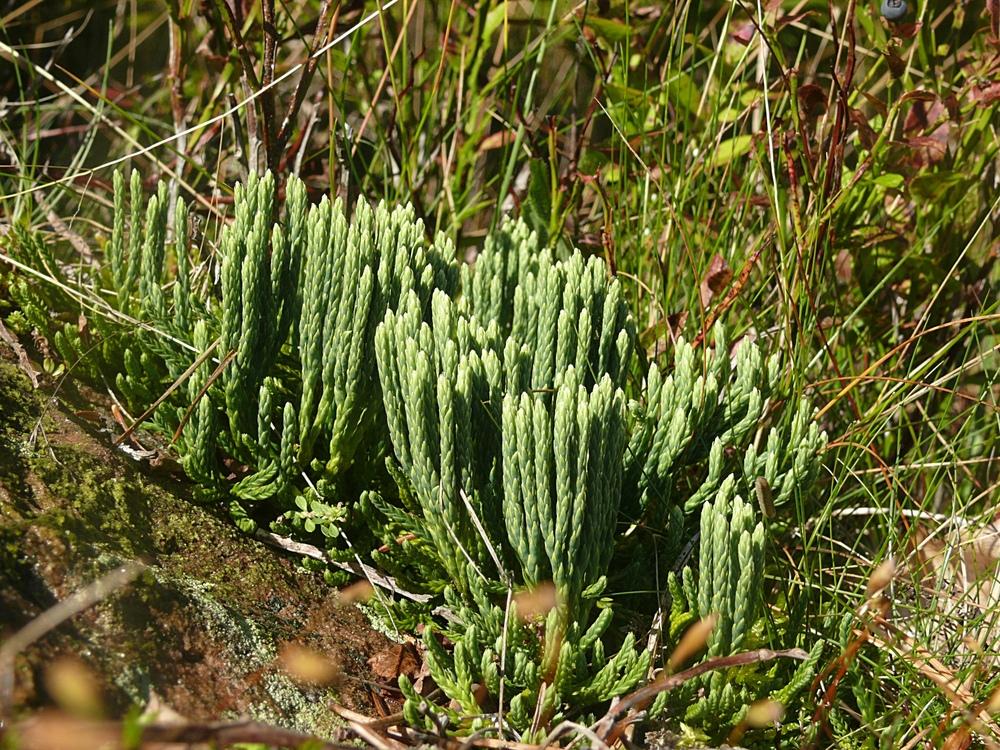 Photo of the entire plant of Alpine Club Moss (Diphasiastrum alpinum ...