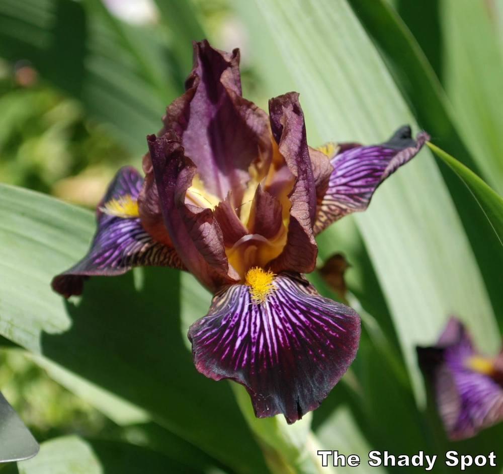 Miniature Tall Bearded Iris (Iris 'Garden Imp') in the Irises Database ...