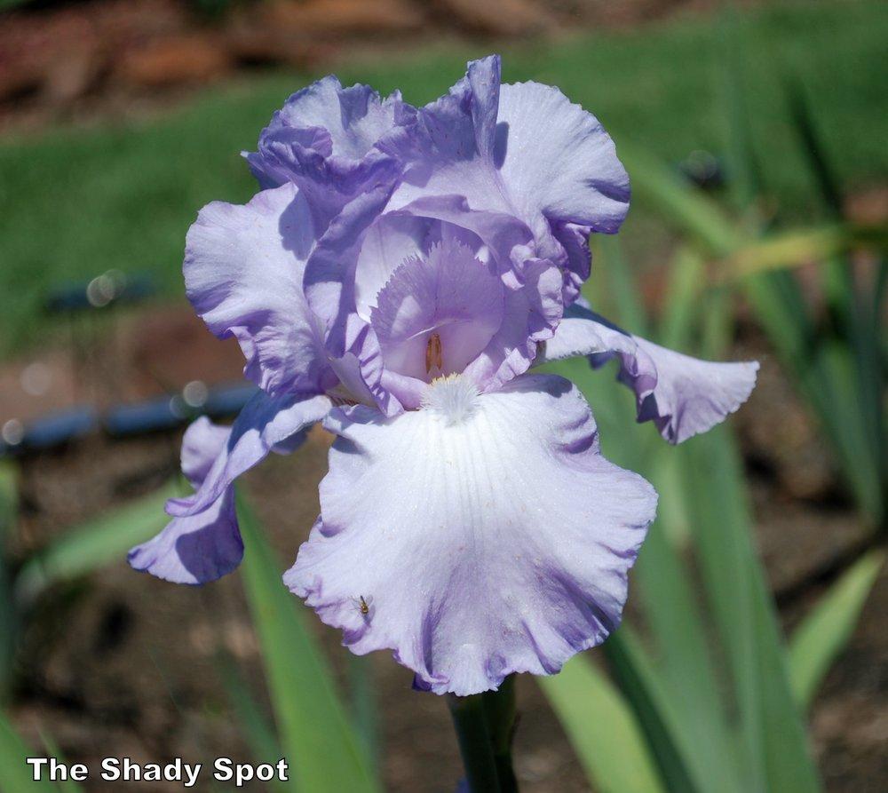 Photo of the bloom of Tall Bearded Iris (Iris 'Mary Frances') posted by ...