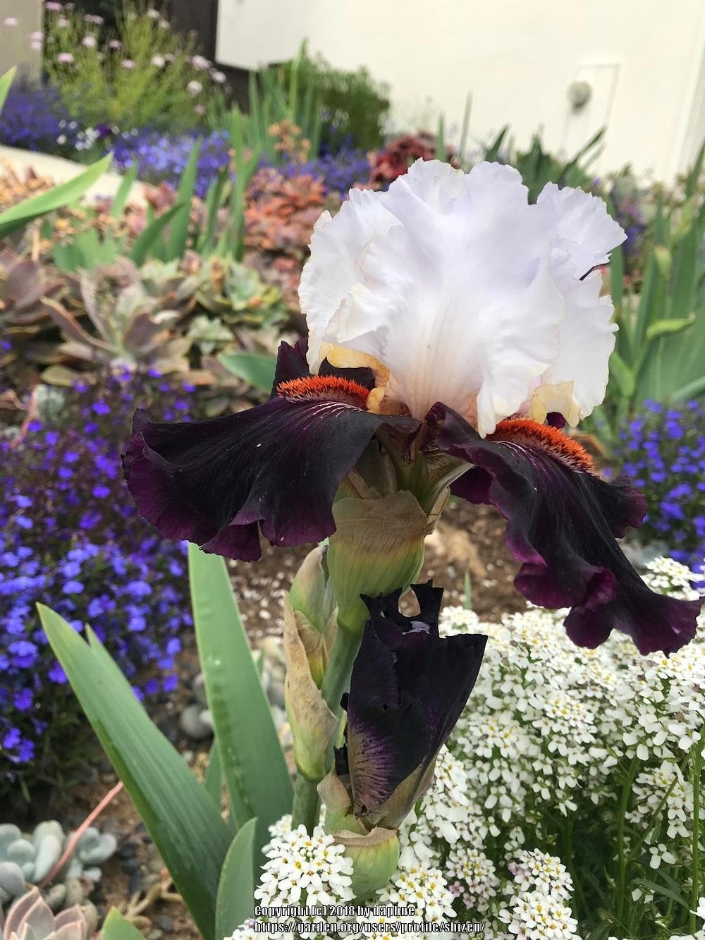 Photo of the bloom of Tall Bearded Iris (Iris 'Starring') posted by ...