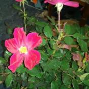 Rose (Rosa 'Miracle on the Hudson') in the Roses Database - Garden.org