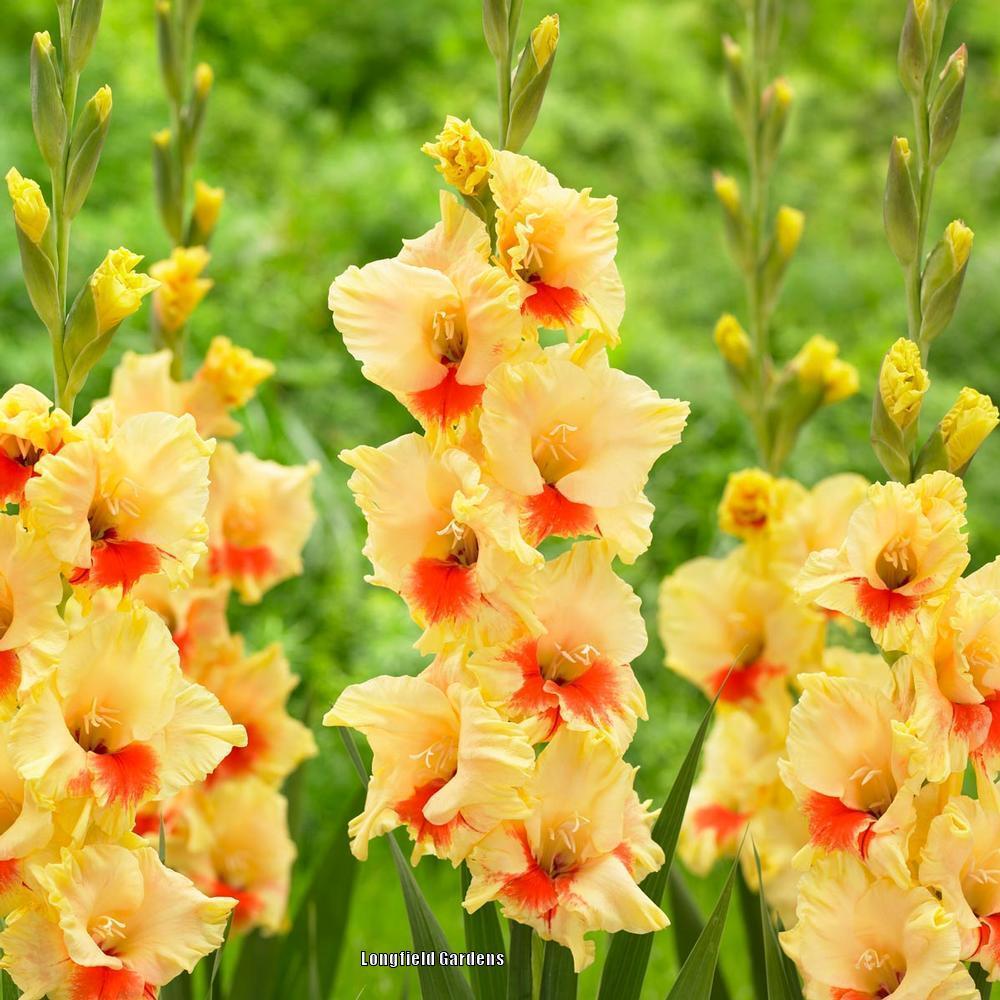 Gladiolus 'Safari' in the Gladiolus Database - Garden.org