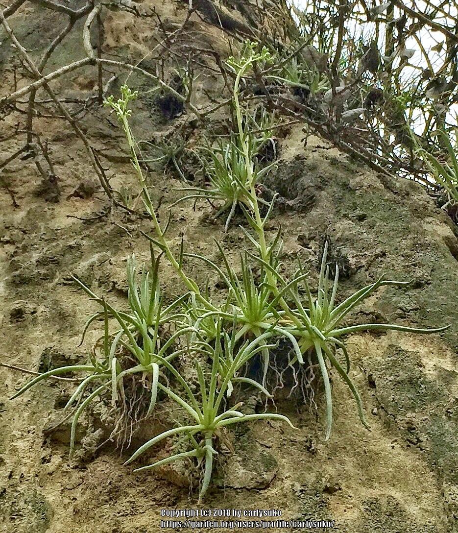 Dudleyas: Plant Care and Collection of Varieties - Garden.org