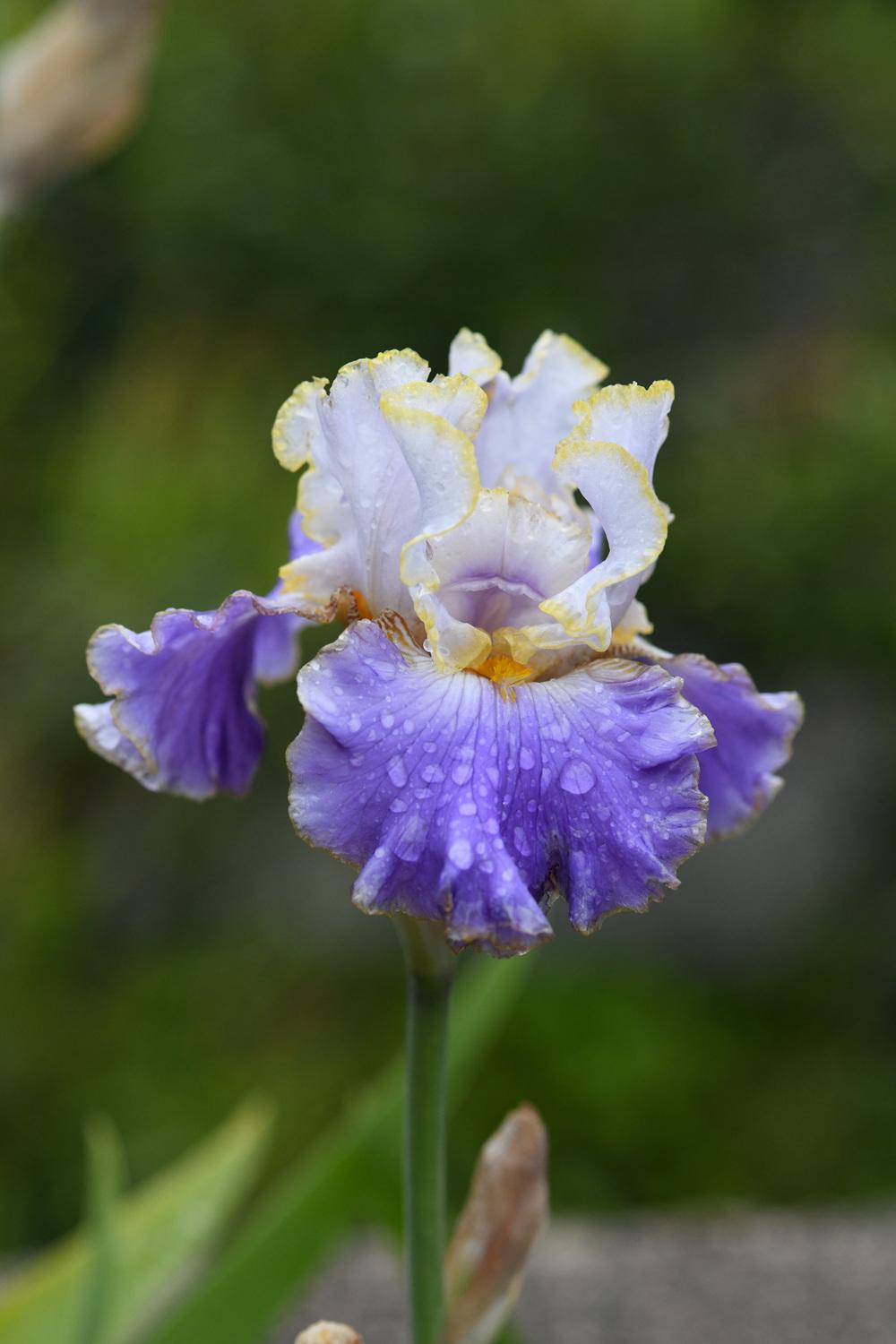 Photo of the bloom of Tall Bearded Iris (Iris 'Imperial Edge') posted ...
