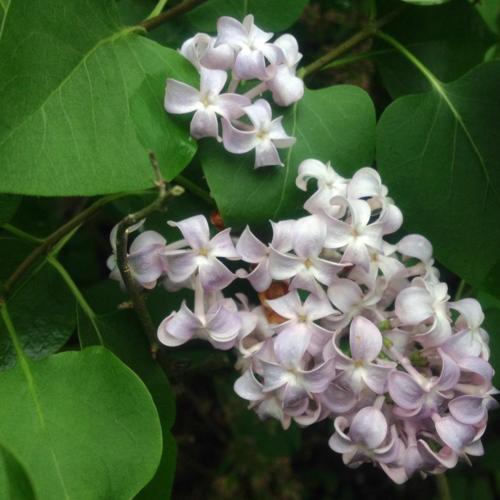 Common Lilac (Syringa vulgaris 'Mme. Florent Stepman') in the Lilacs ...
