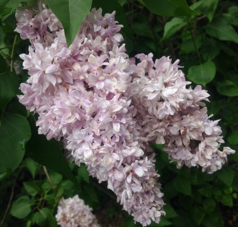 Lilacs: Plant Care and Collection of Varieties - Garden.org