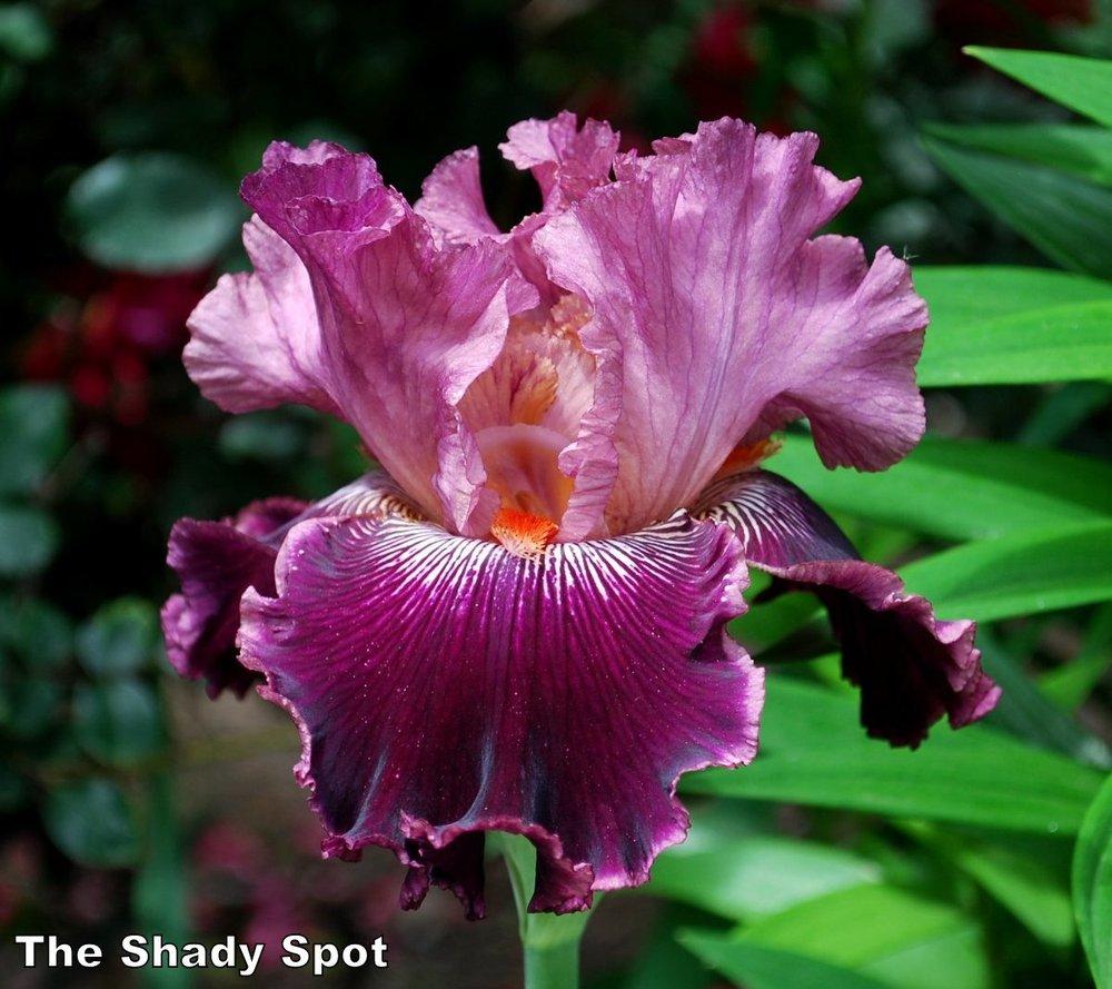 Photo of the bloom of Tall Bearded Iris (Iris 'Fashion Diva') posted by ...