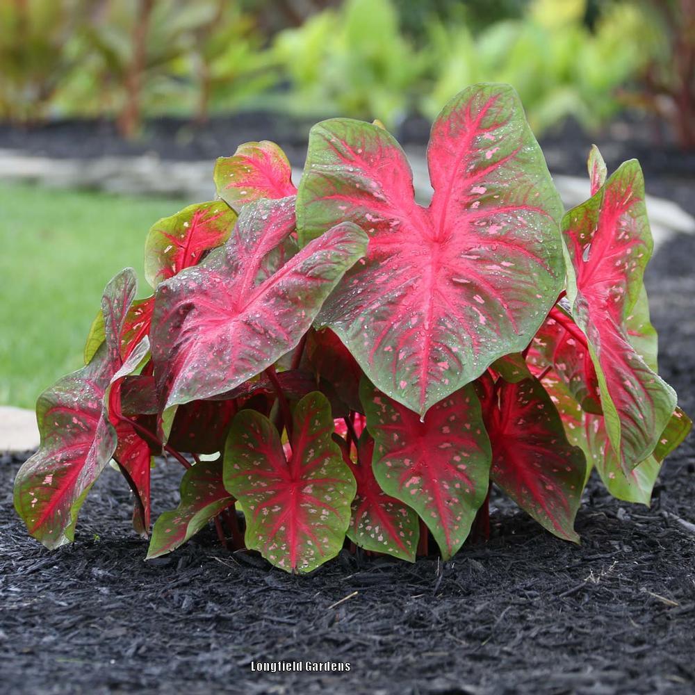 Photo of the entire plant of Fancy-leaf Caladium (Caladium 'Red Flash ...