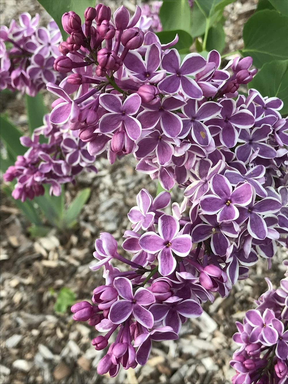 Lilacs: Plant Care and Collection of Varieties - Garden.org