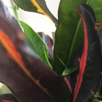 Croton (Codiaeum variegatum 'Batik') in the Crotons Database - Garden.org