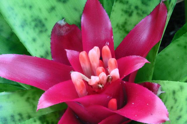 Bromeliad (Nidularium rutilans) - Garden.org