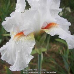 Tall Bearded Iris (Iris 'Alpine Storm') in the Irises Database - Garden.org