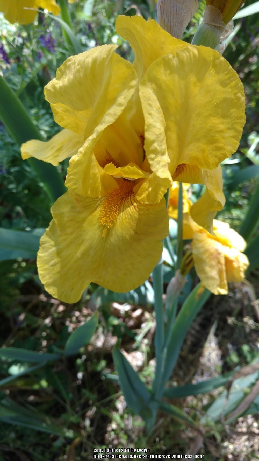 Tall Bearded Iris (Iris 'Glittering Gold') in the Irises Database ...