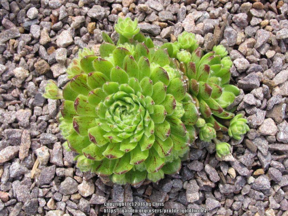 Photo of the entire plant of Hens and Chicks (Sempervivum 'Poco Loco ...