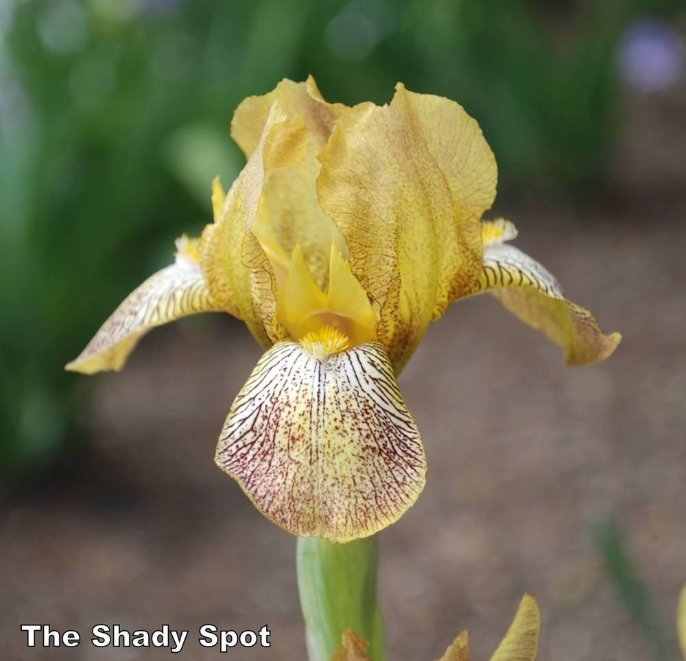 Miniature Tall Bearded Iris (Iris 'Speck So') in the Irises Database ...