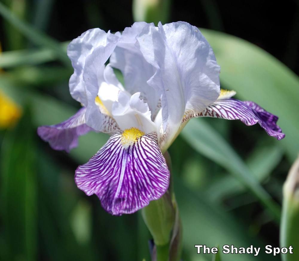 Photo of the bloom of Tall Bearded Iris (Iris 'Neglecta') posted by ...